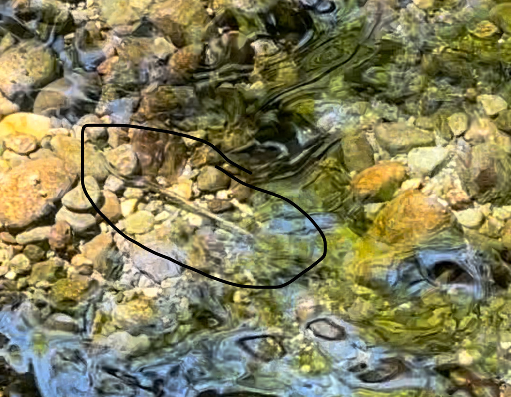 Western Brook Lamprey from Mill Creek, WA, US on July 19, 2024 at 12:15 ...