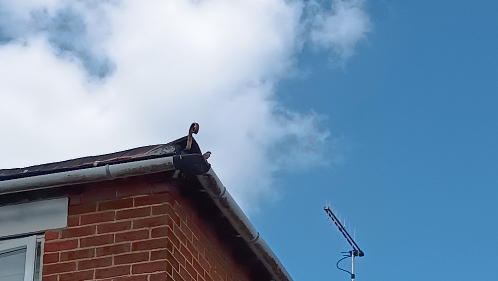 Perching Birds from Southampton, UK on 06 June, 2024 at 01:50 PM by ...