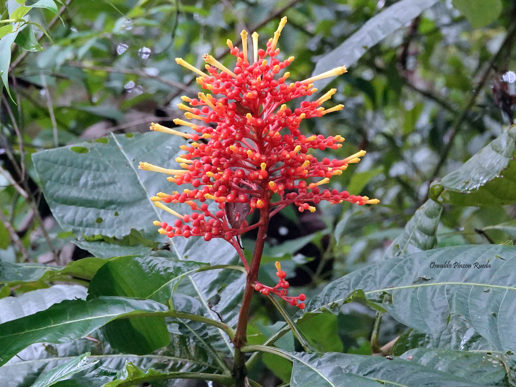 Isertia from Sonsón, Antioquia, Colombia on June 27, 2024 at 08:31 AM ...