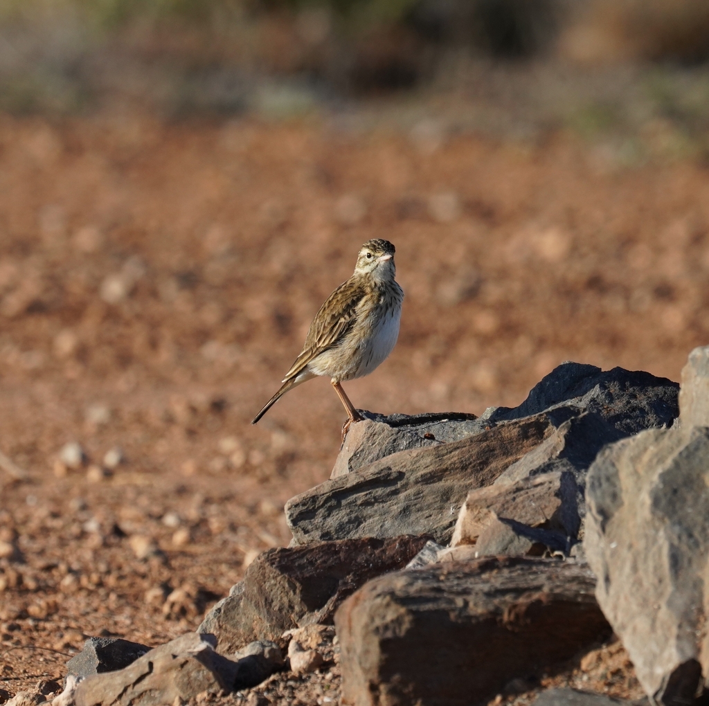 Australian Pipit from Waukaringa SA 5440, Australia on July 12, 2024 at ...