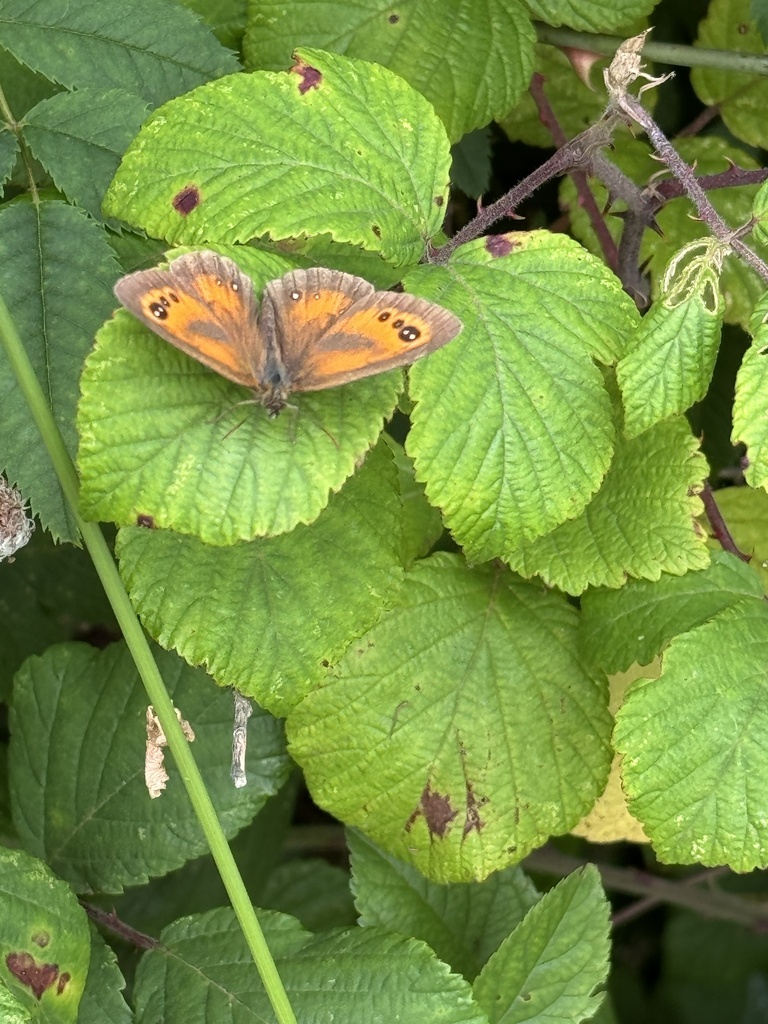 Gatekeeper from Cotswolds, Chipping Norton, England, GB on July 20 ...
