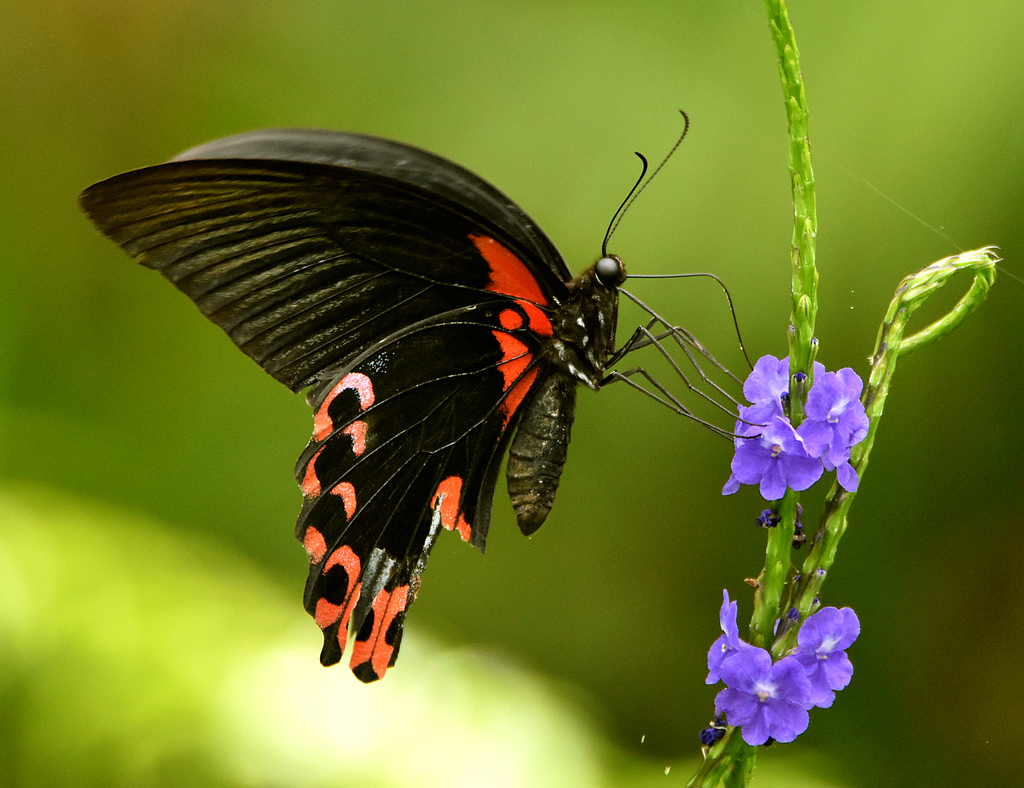 Scarlet Mormon Swallowtail from Sibulan, Negros Oriental, Philippines ...