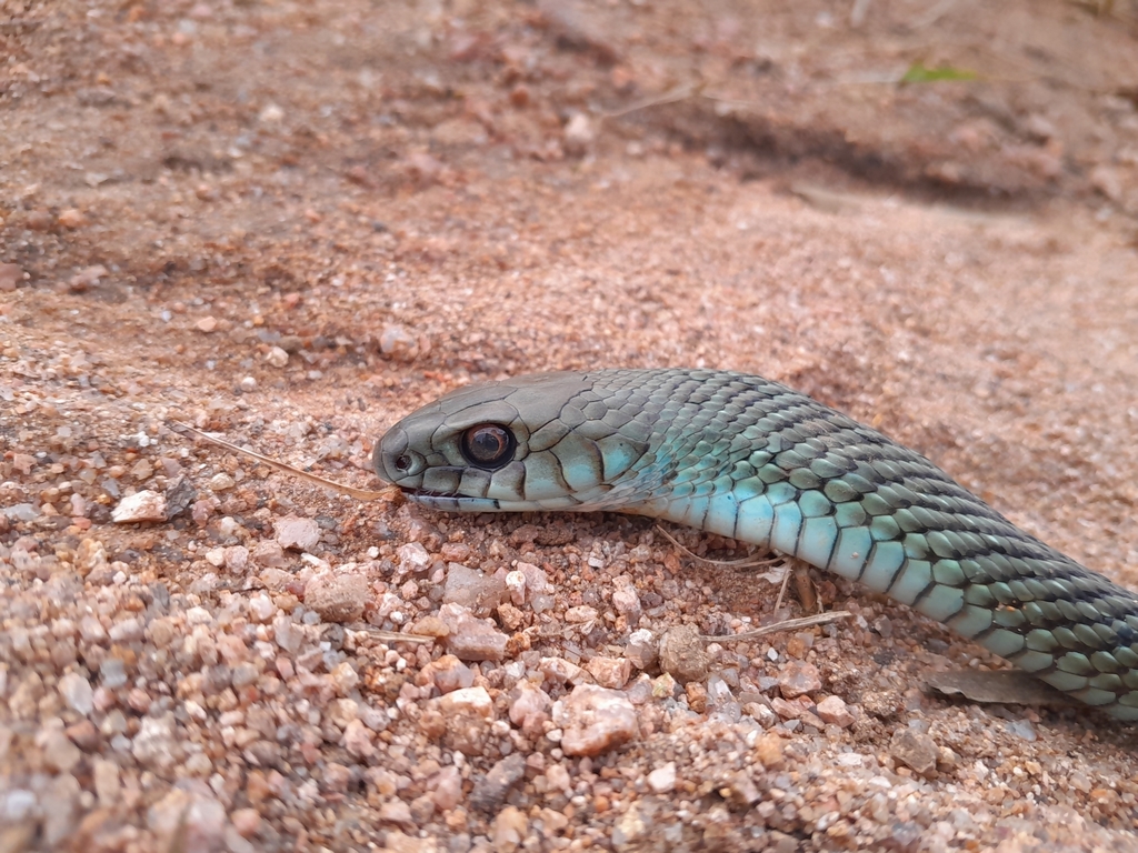 Patagonian Racer from Bagé on July 20, 2024 at 05:23 PM by Eduardo S ...