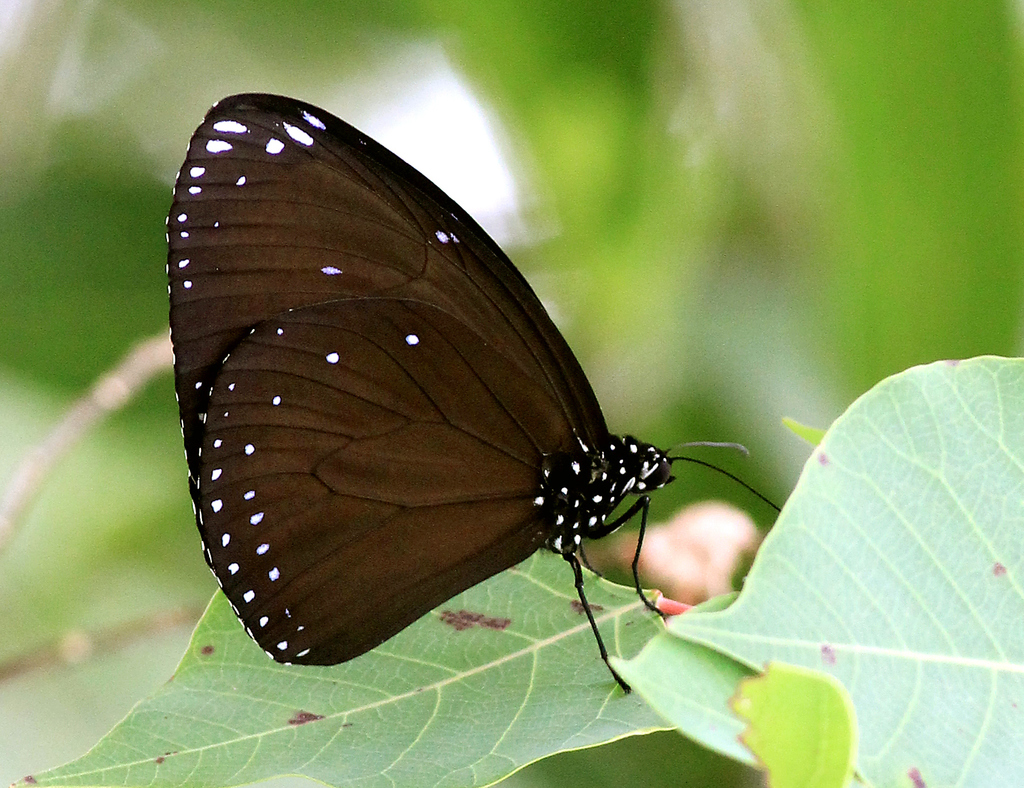 Blue-banded King Crow Butterfly from Sibulan, Negros Oriental ...