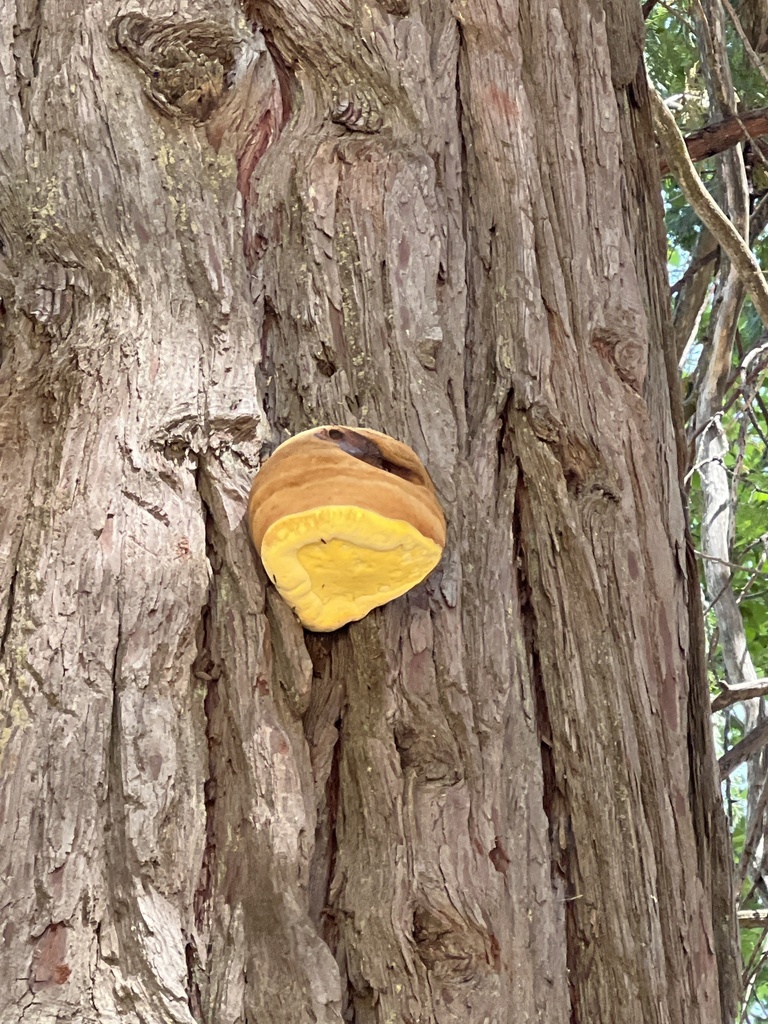 Incense Cedar Conk from Yosemite National Park, Coulterville, CA, US on ...