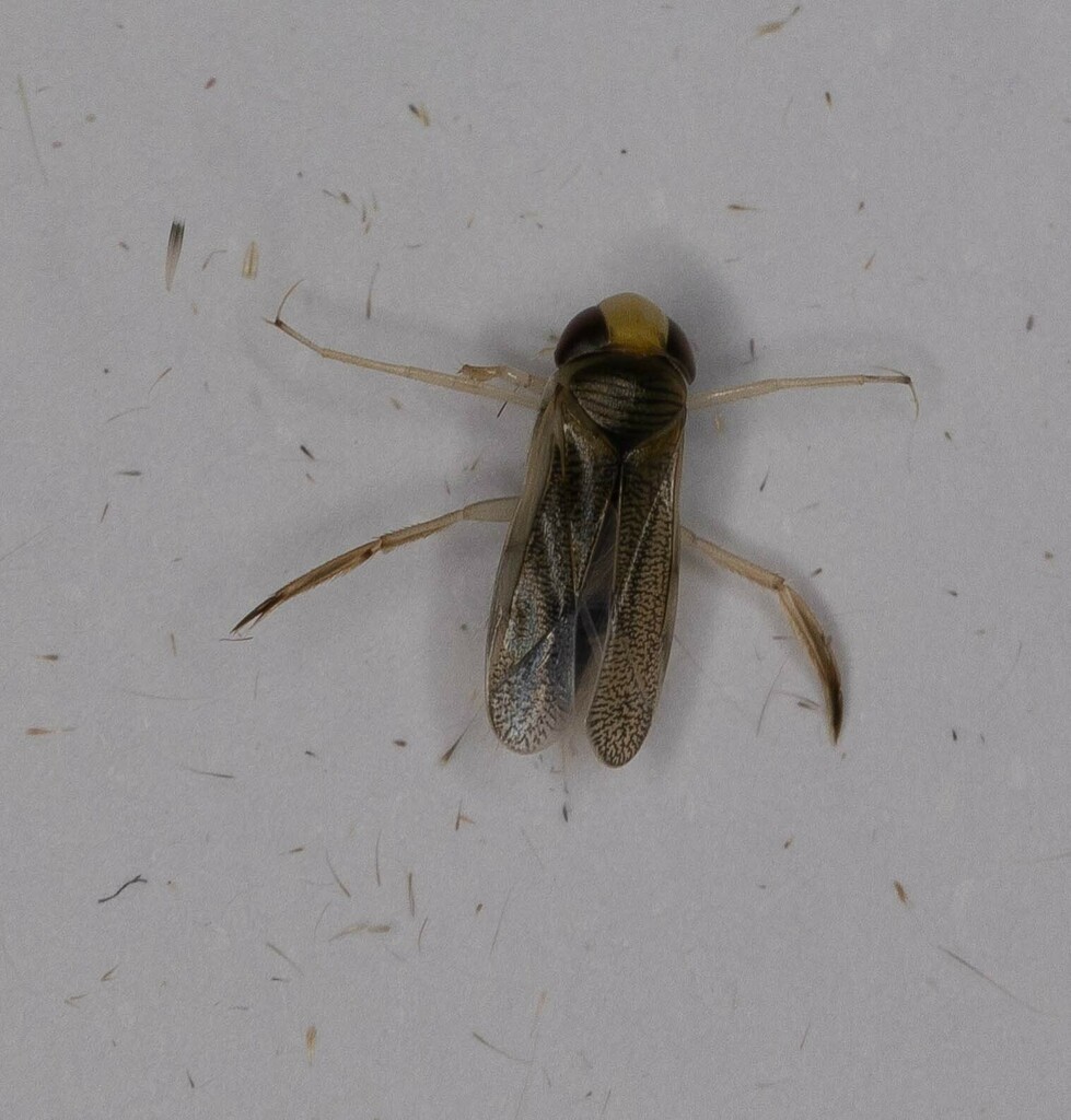 Sigara lateralis from Essex, UK on July 20, 2024 at 07:45 AM by Jon J ...