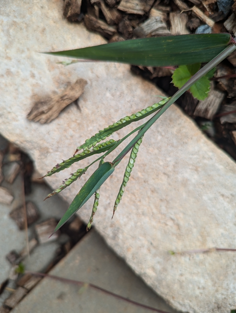 Paspalum pubiflorum glabrum from Rural Hall, NC, USA on July 20, 2024 ...