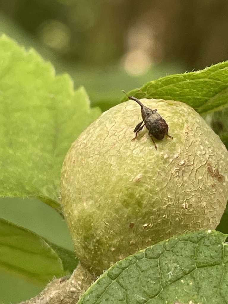 Apple curculio from Clinton River Park, Sterling Heights, MI, US on ...