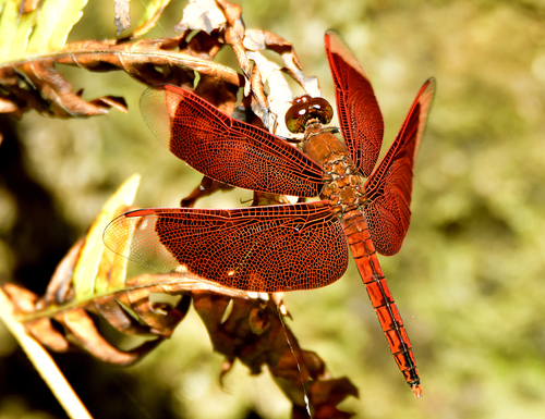 Red Percher (Odonata of Indonesian) · iNaturalist