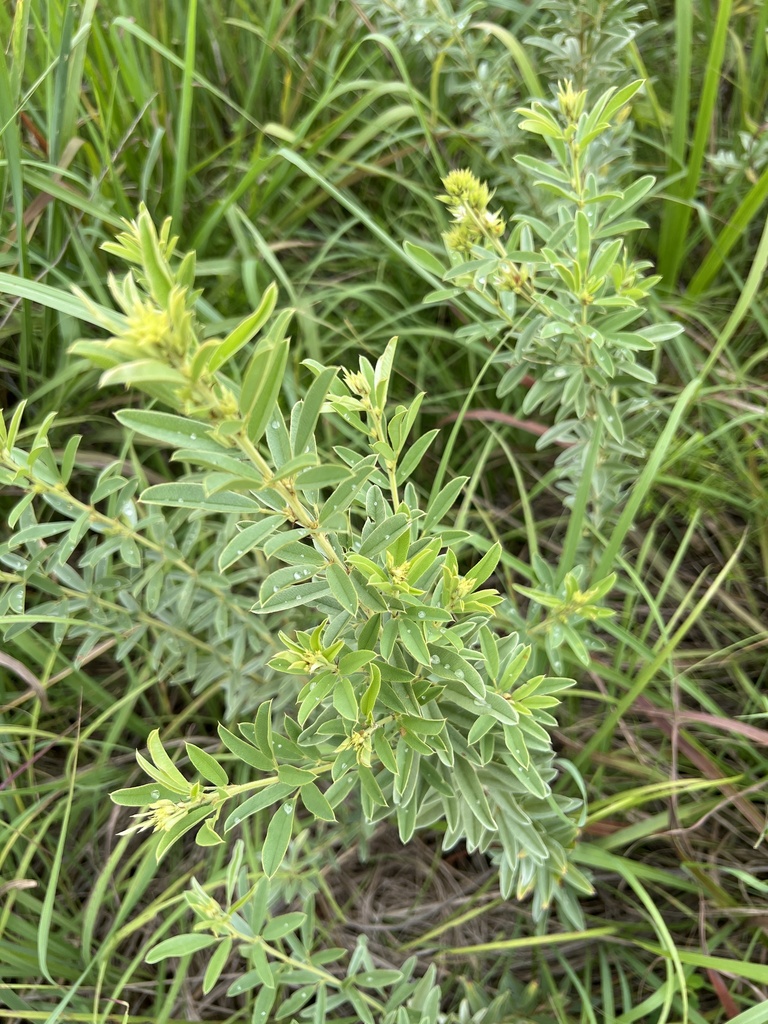 bush clovers and lespedezas from Lexington Lake Park, De Soto, KS, US ...