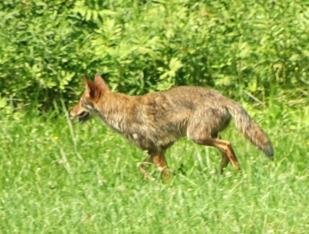 Coyote from VA Memorial Cemetery, Randolph Center, Randolph, VT 05061 ...