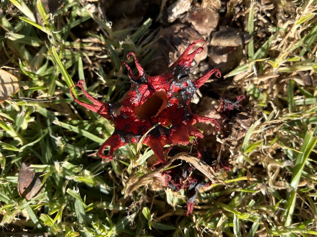 Clathraceae from Ambury Regional Park, Auckland, Auckland, NZ on July ...