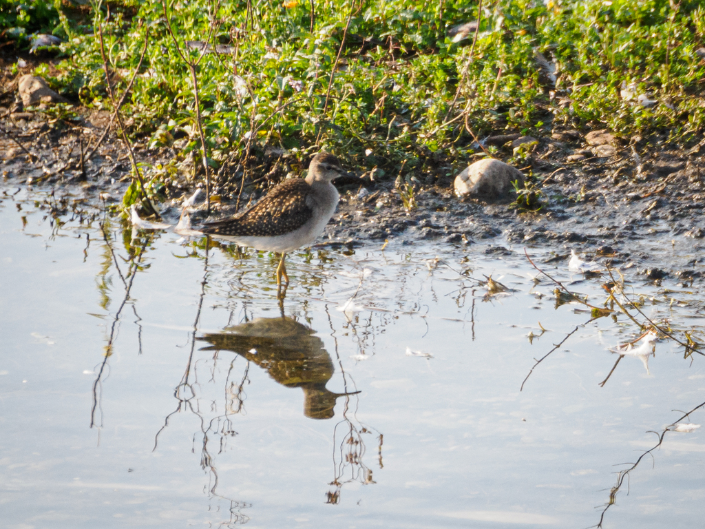 Wood Sandpiper in July 2024 by David Kaliss · iNaturalist