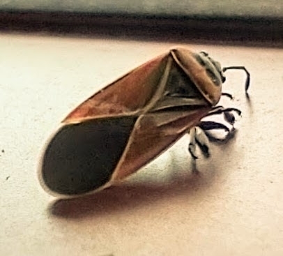 White-crossed Seed Bug from West Columbia, SC 29170, USA on May 31 ...