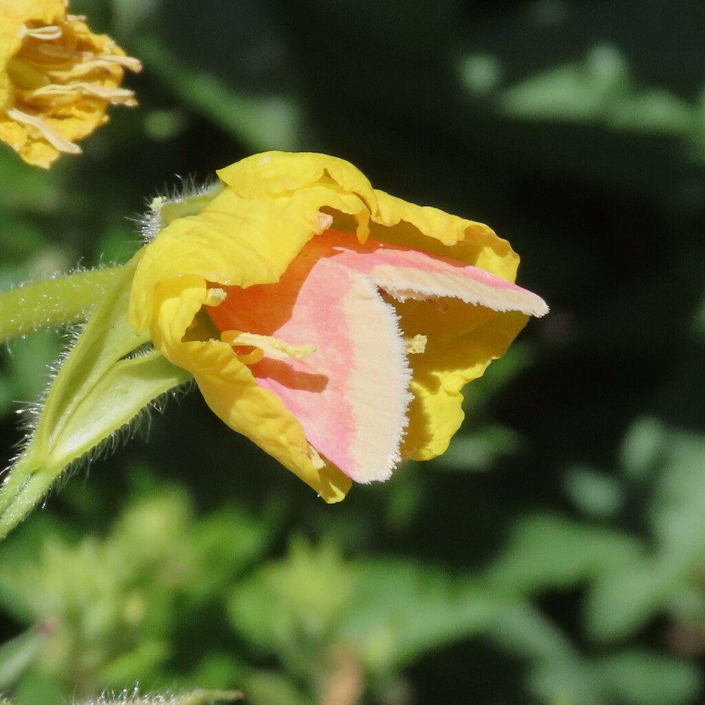 Primrose Moth from Fitzgerald Rd, Burdett, NY 14818, USA on July 20 ...