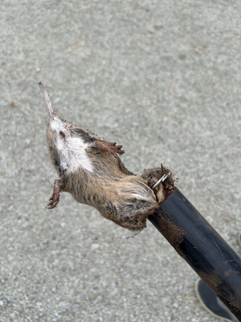 Botta's Pocket Gopher from Ensenada, B.C., MX on July 3, 2024 at 06:41 ...