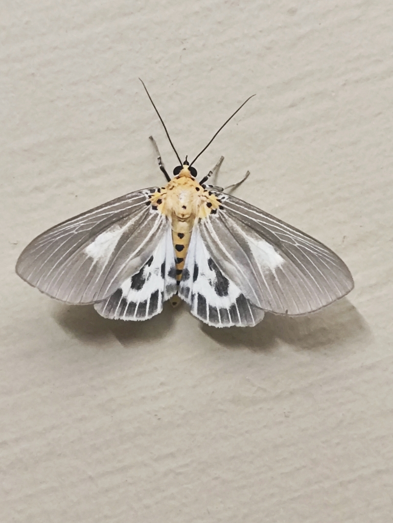 Kanara Tiger Moth from 39W8+W4V, Erumathala West, Aluva, Kerala 683101 ...