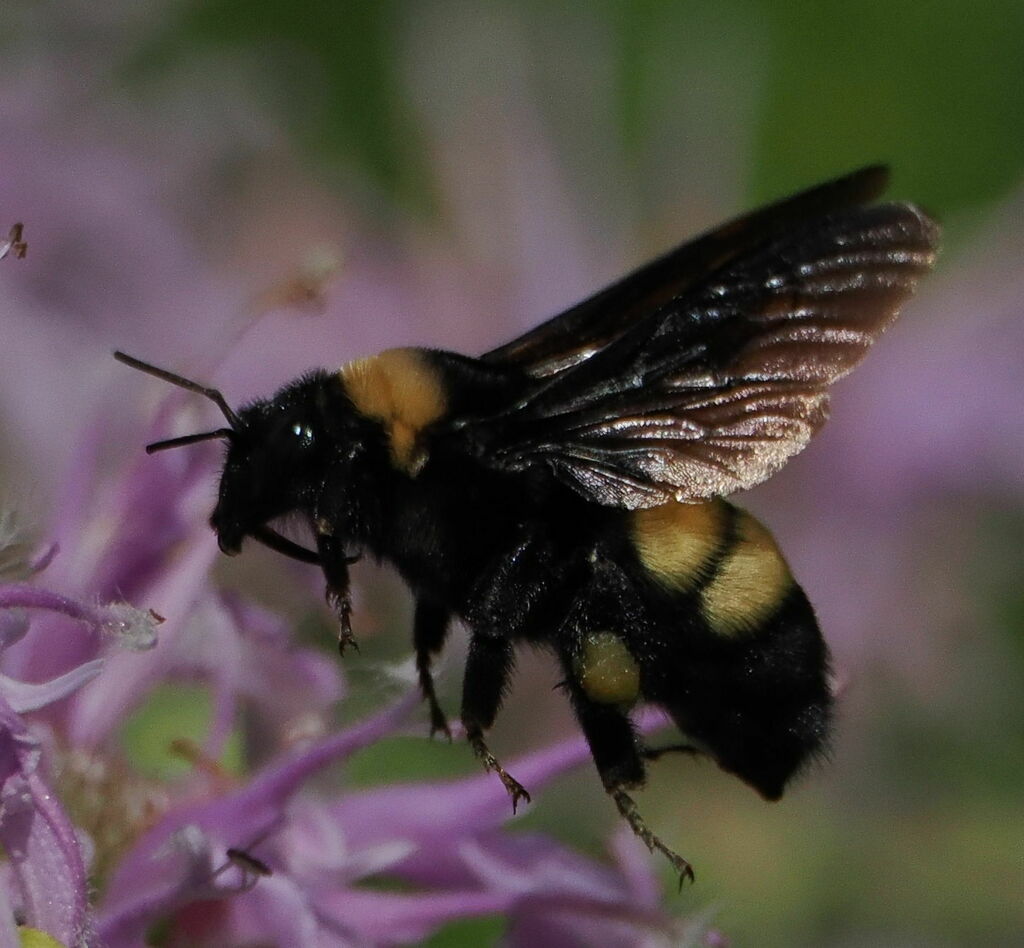 Bumble Bees from Macgregor Park, Westfield, IN, USA on July 19, 2024 at ...