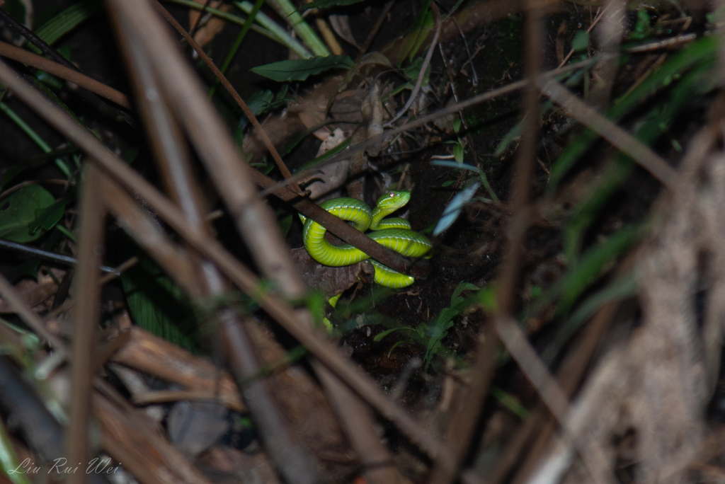 Chinese Green Tree Viper in July 2024 by Liu Rui Wei. in-situ · iNaturalist