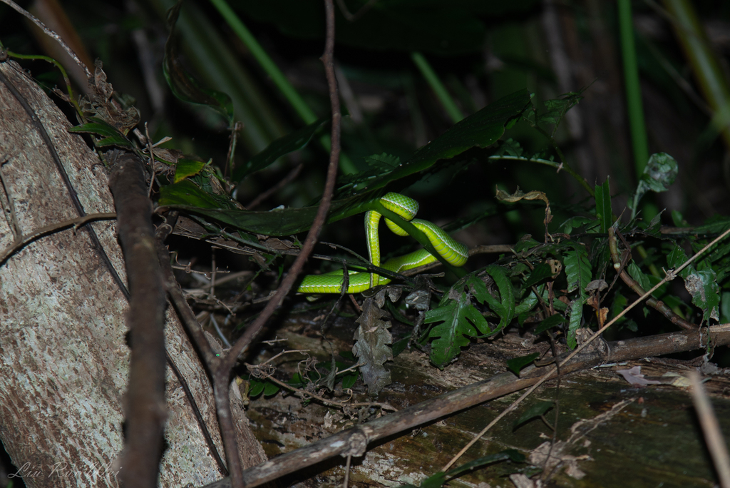 Chinese Green Tree Viper in July 2024 by Liu Rui Wei. in-situ · iNaturalist