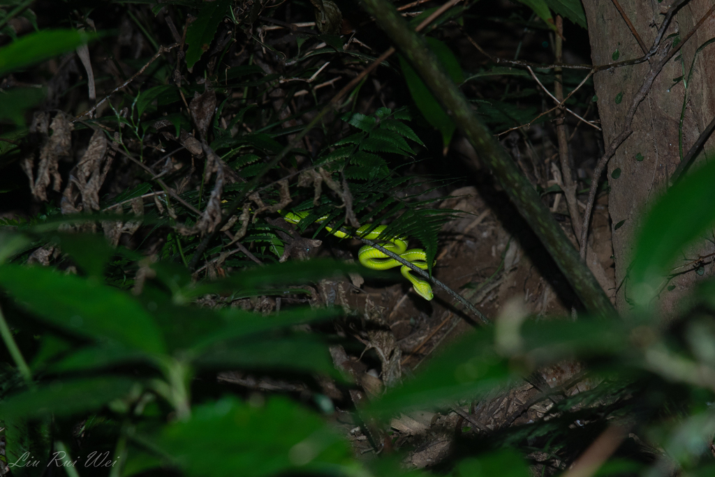 Chinese Green Tree Viper in July 2024 by Liu Rui Wei. in-situ · iNaturalist