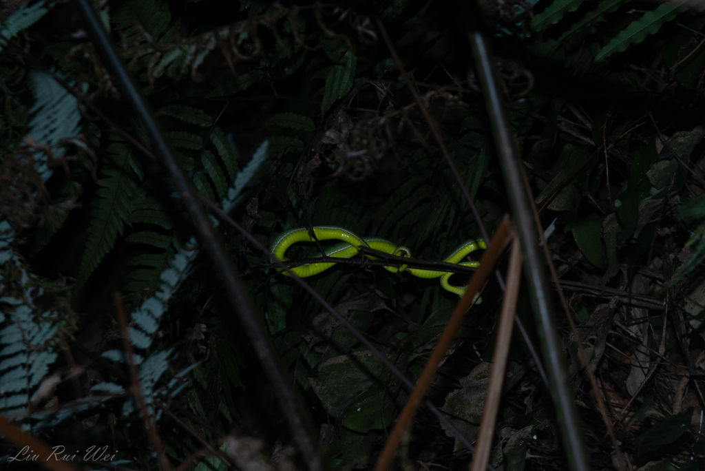 Chinese Green Tree Viper in July 2024 by Liu Rui Wei. in-situ · iNaturalist