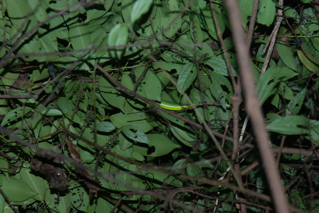 Chinese Green Tree Viper in July 2024 by Liu Rui Wei. in-situ · iNaturalist