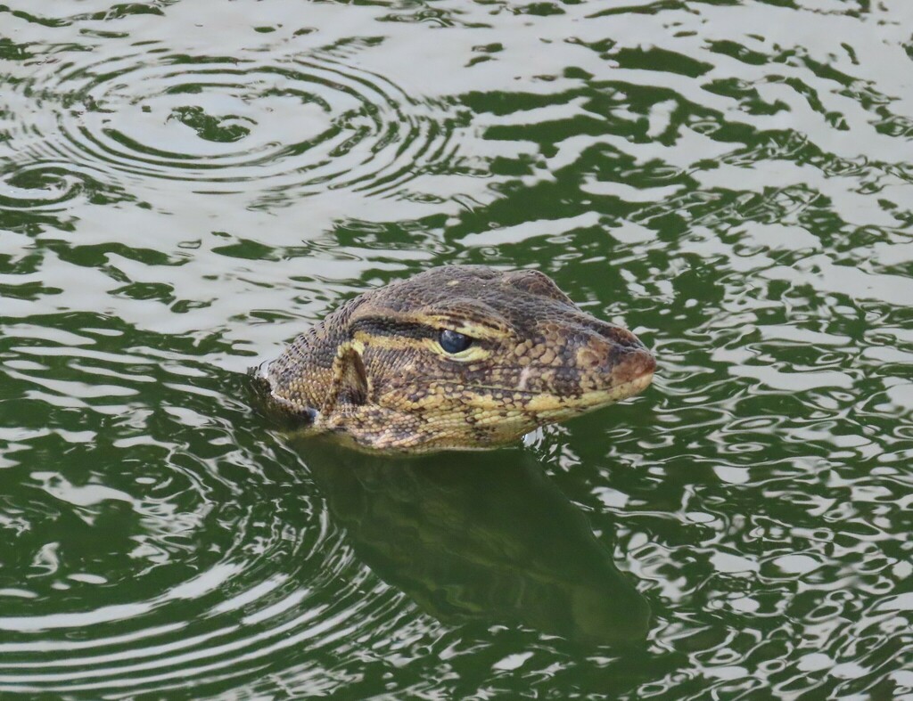 Two-striped Water Monitor from Nusa Dua Beach, Bali, Indonesia on ...