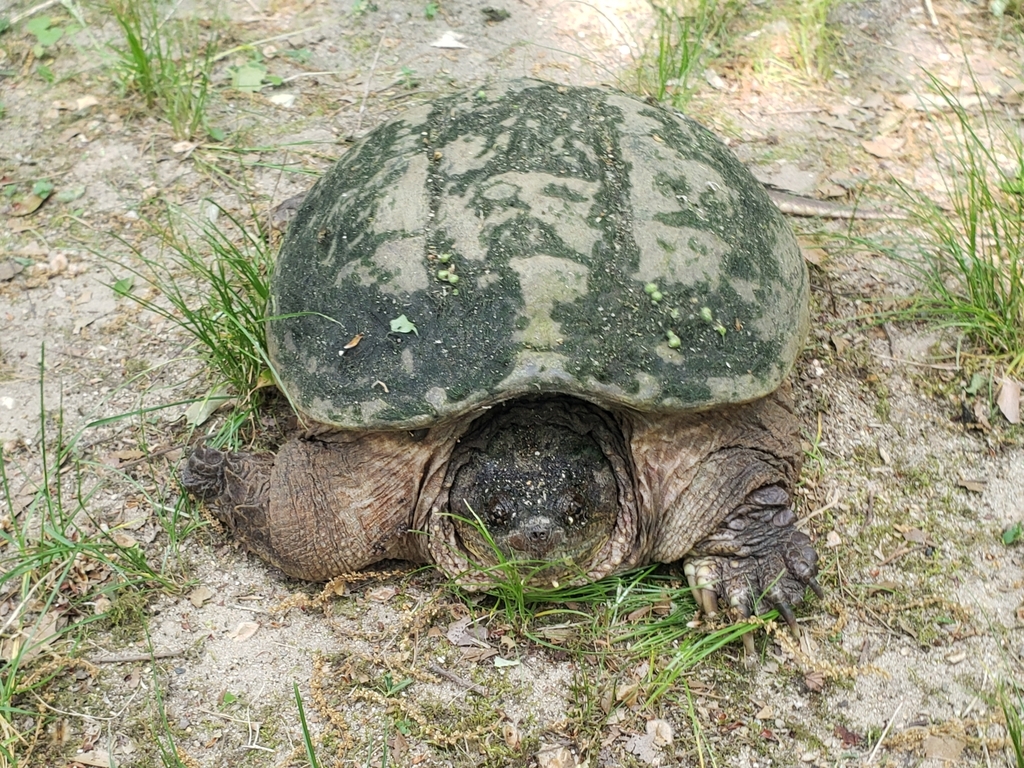 Common Snapping Turtle from Galesburg, MI 49053, USA on June 4, 2023 at ...
