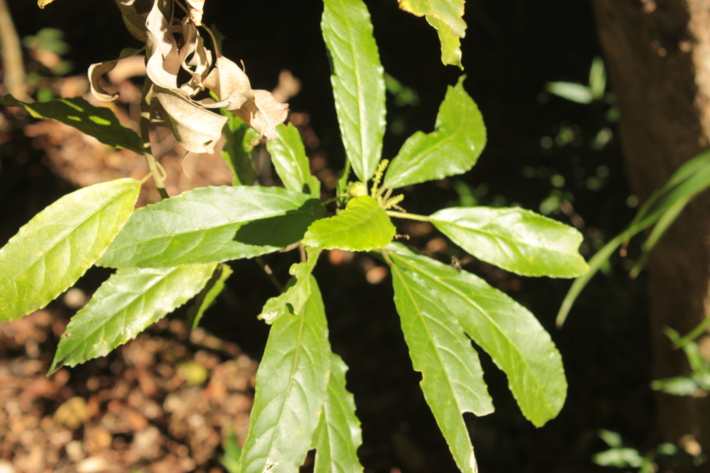 Claoxylon australe from Tamborine Mountain QLD 4272, Australia on June ...