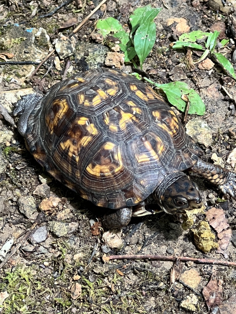 Eastern Box Turtle in July 2024 by lolamccrarey · iNaturalist