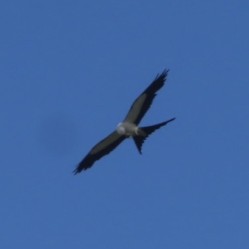 Swallow-tailed Kite from CR-193, Alvin, TX, US on July 18, 2024 at 03: ...