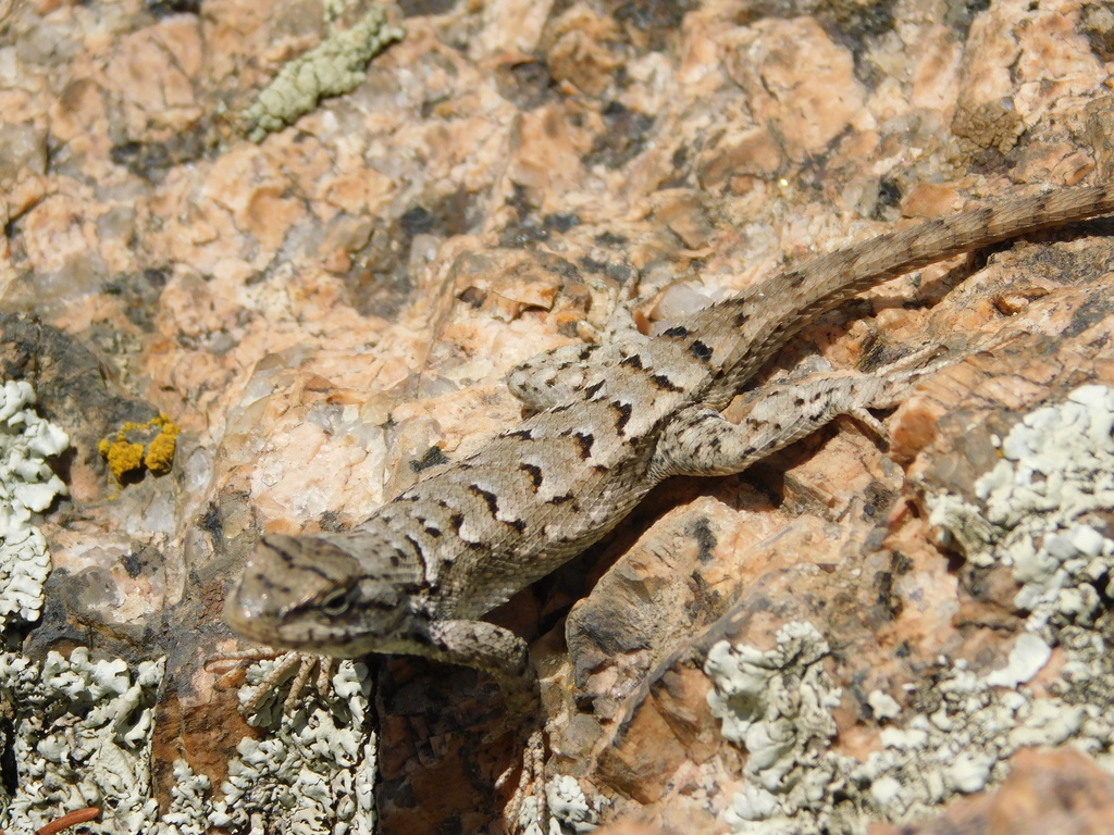 Prairie Lizard from Pike and San Isabel National Forests, Manitou ...