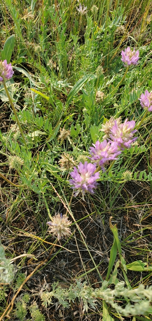 Prairie Milkvetch from Morley, AB T0L 1N0, Canada on July 19, 2024 at ...