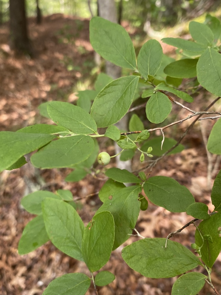 dangleberry from West Kingston, RI, US on July 9, 2024 at 01:20 PM by ...