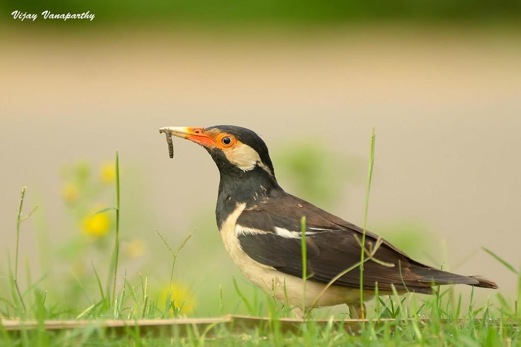Indian Pied Starling (Birds of Babukhan Solitare) · iNaturalist