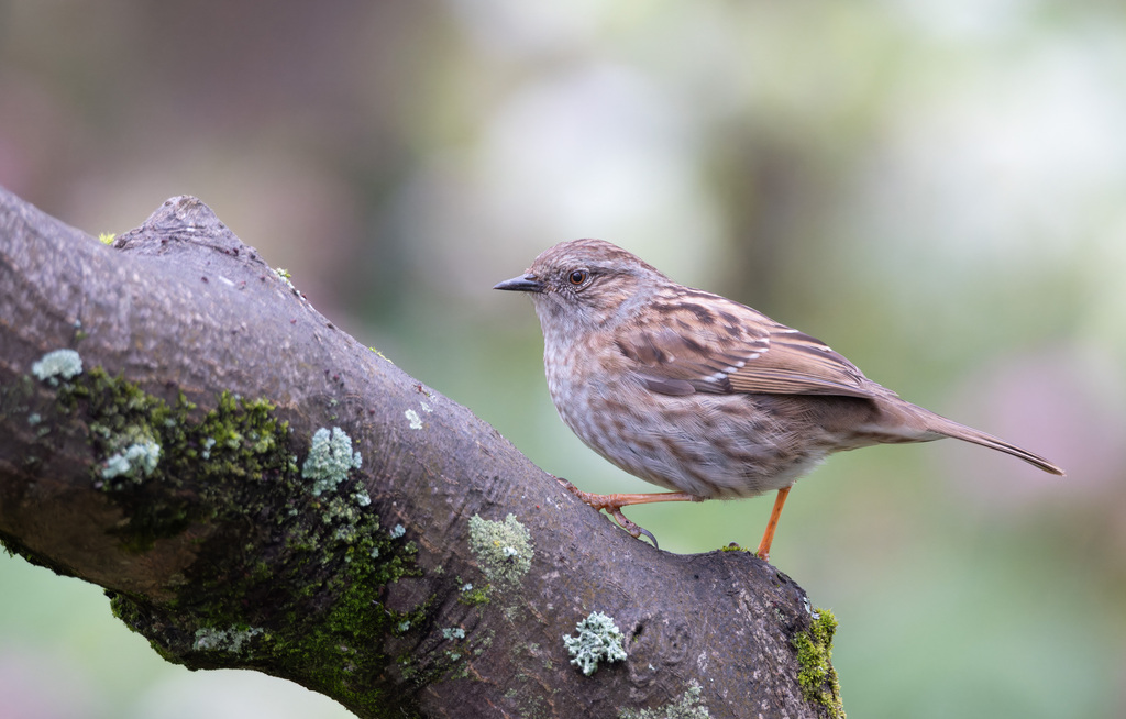 Dunnock (Birds of Argeș) · iNaturalist