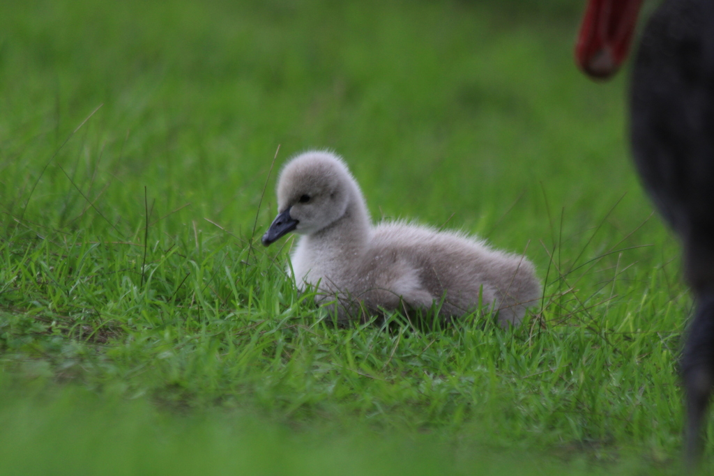 Black Swan from Western Springs, Auckland 1022, New Zealand on ...