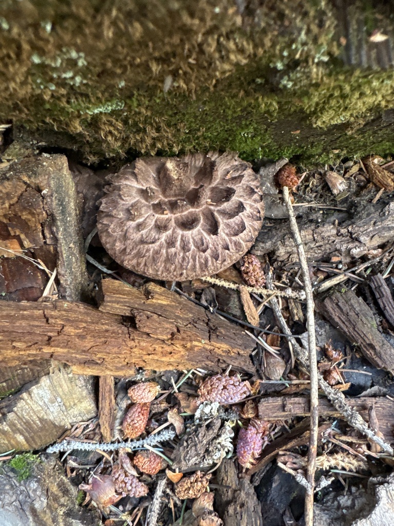 shingled hedgehog in July 2024 by pinonbistro. Soil under Douglas fir ...