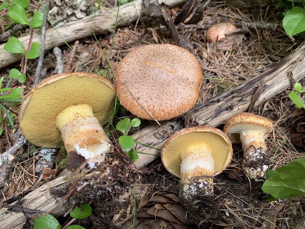 Western Painted Suillus in June 2024 by Drew Parker · iNaturalist