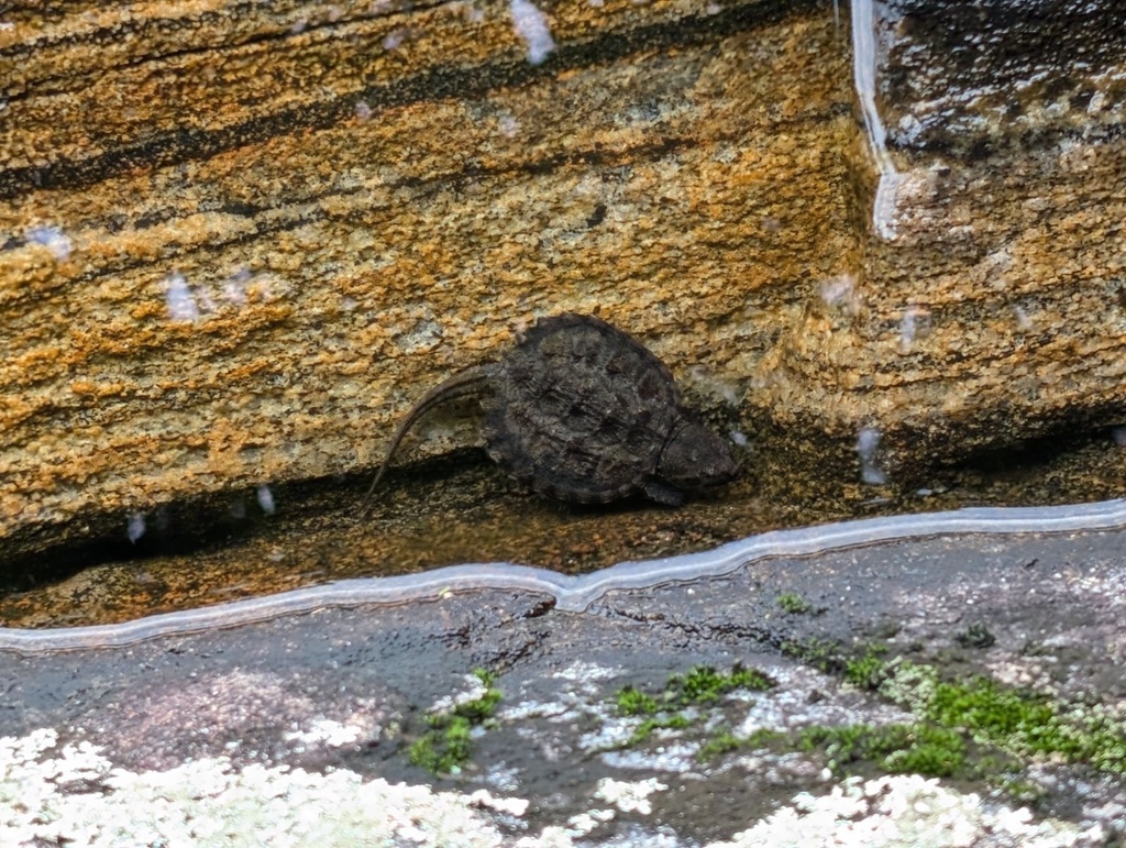 Common Snapping Turtle from The Archipelago, ON, CA on July 20, 2024 at ...
