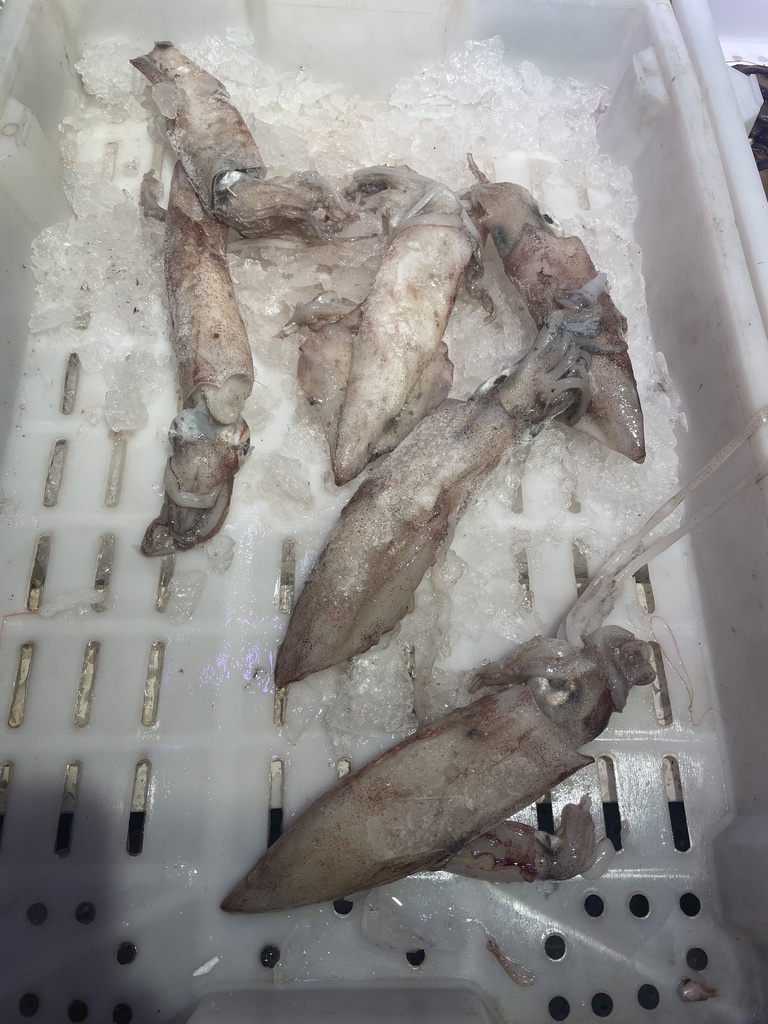 Loligo in July 2024 by Alex Pintsen JIN · iNaturalist