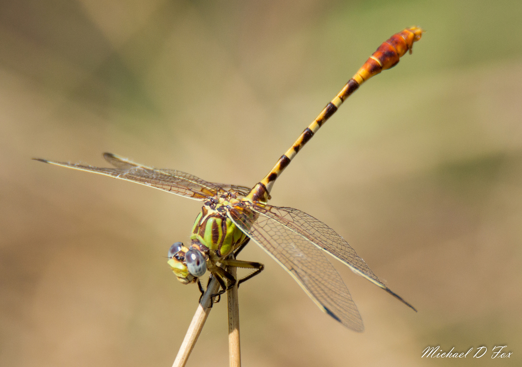 Eastern Ringtail from LLELA on June 24, 2016 at 09:57 AM by Michael D ...