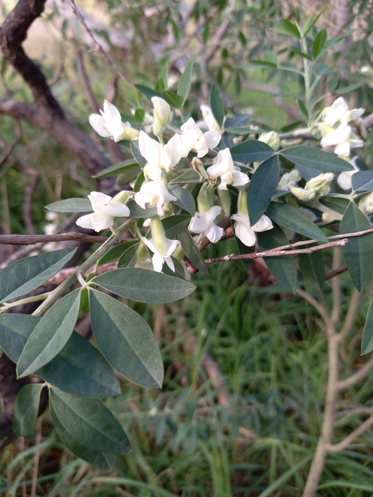 Tree lucerne from Royal Park West, Parkville VIC 3052, Australia on ...