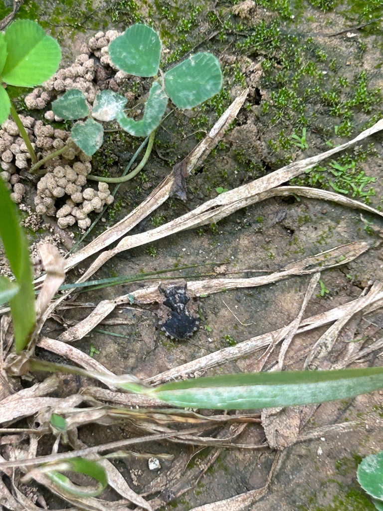 Big-eyed Toad Bug from Longview on July 15, 2024 at 11:02 AM by asche ...
