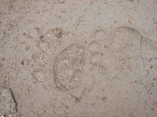 Black Bear Tracks – NatureTracking