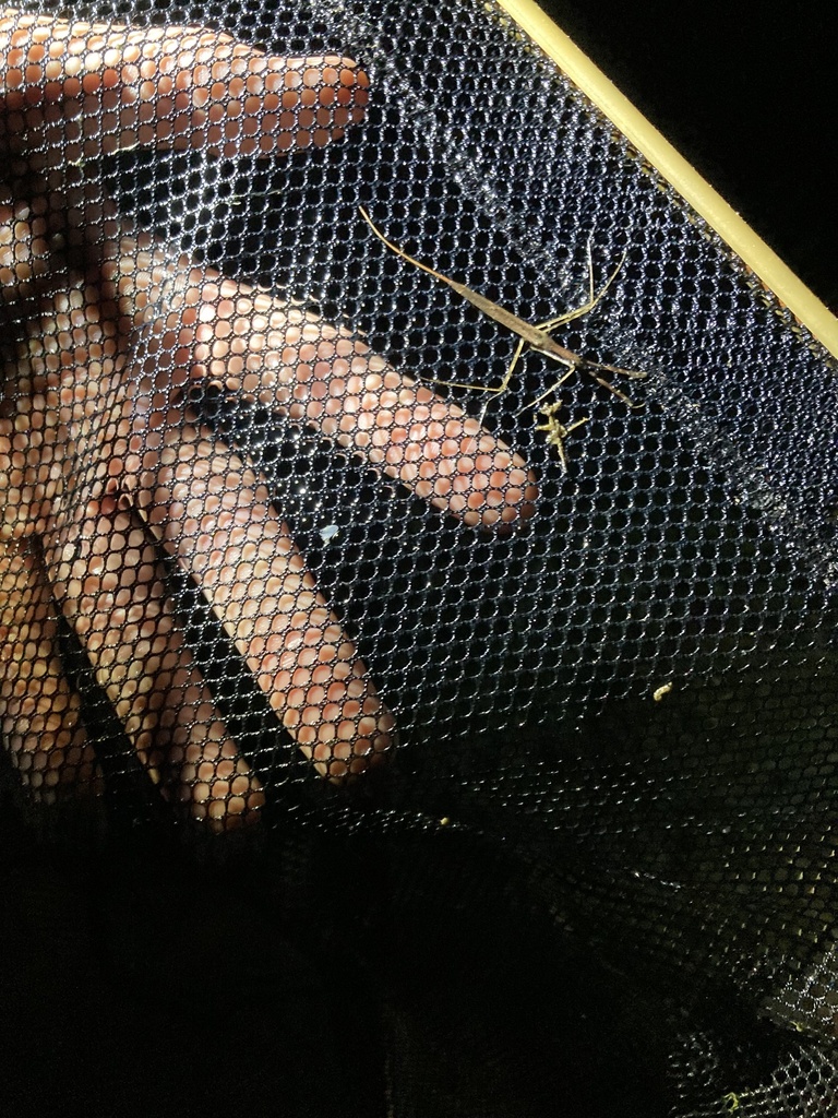 Ranatra in July 2024 by Rayyan Ibrahim · iNaturalist