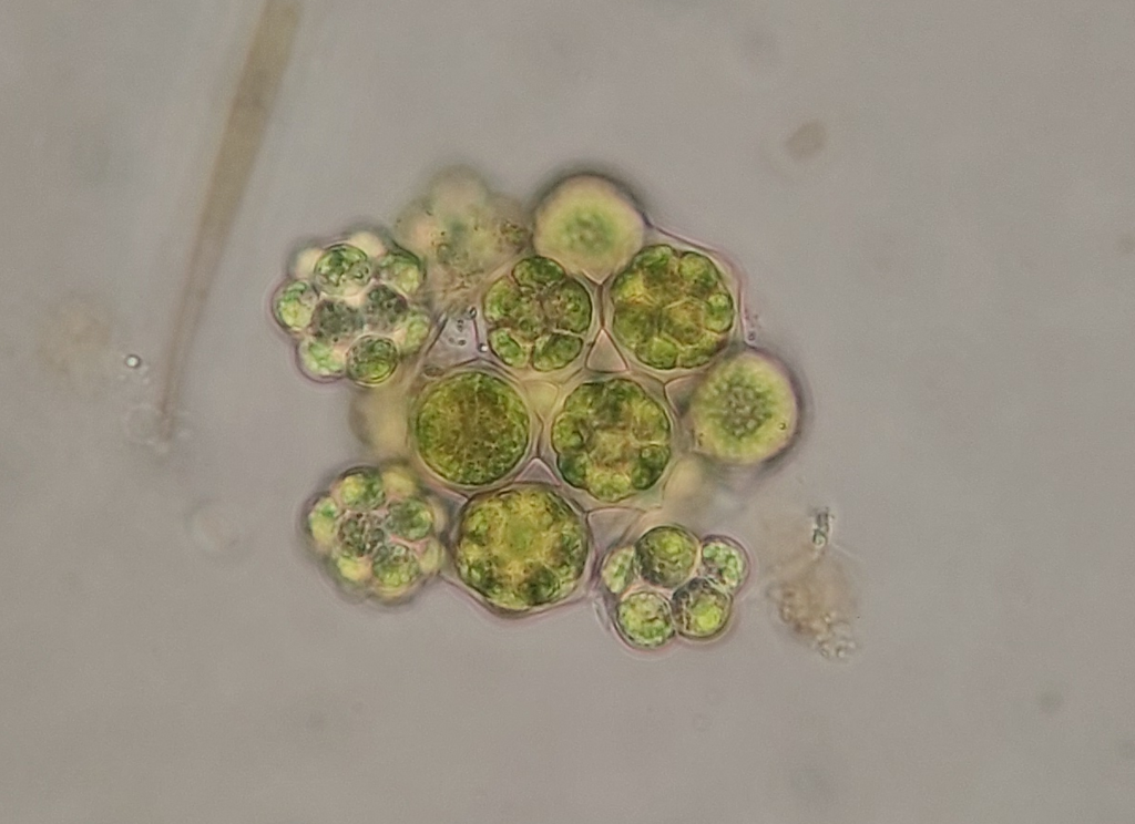 Coelastrum pulchrum from Brisbane QLD, Australia on July 20, 2024 at 01 ...