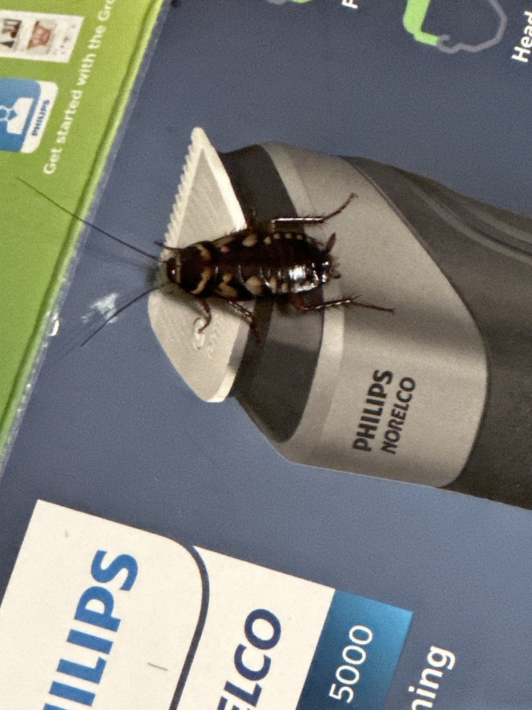 Australian Cockroach from Bunker Dr, Davenport, FL, US on July 20, 2024 ...