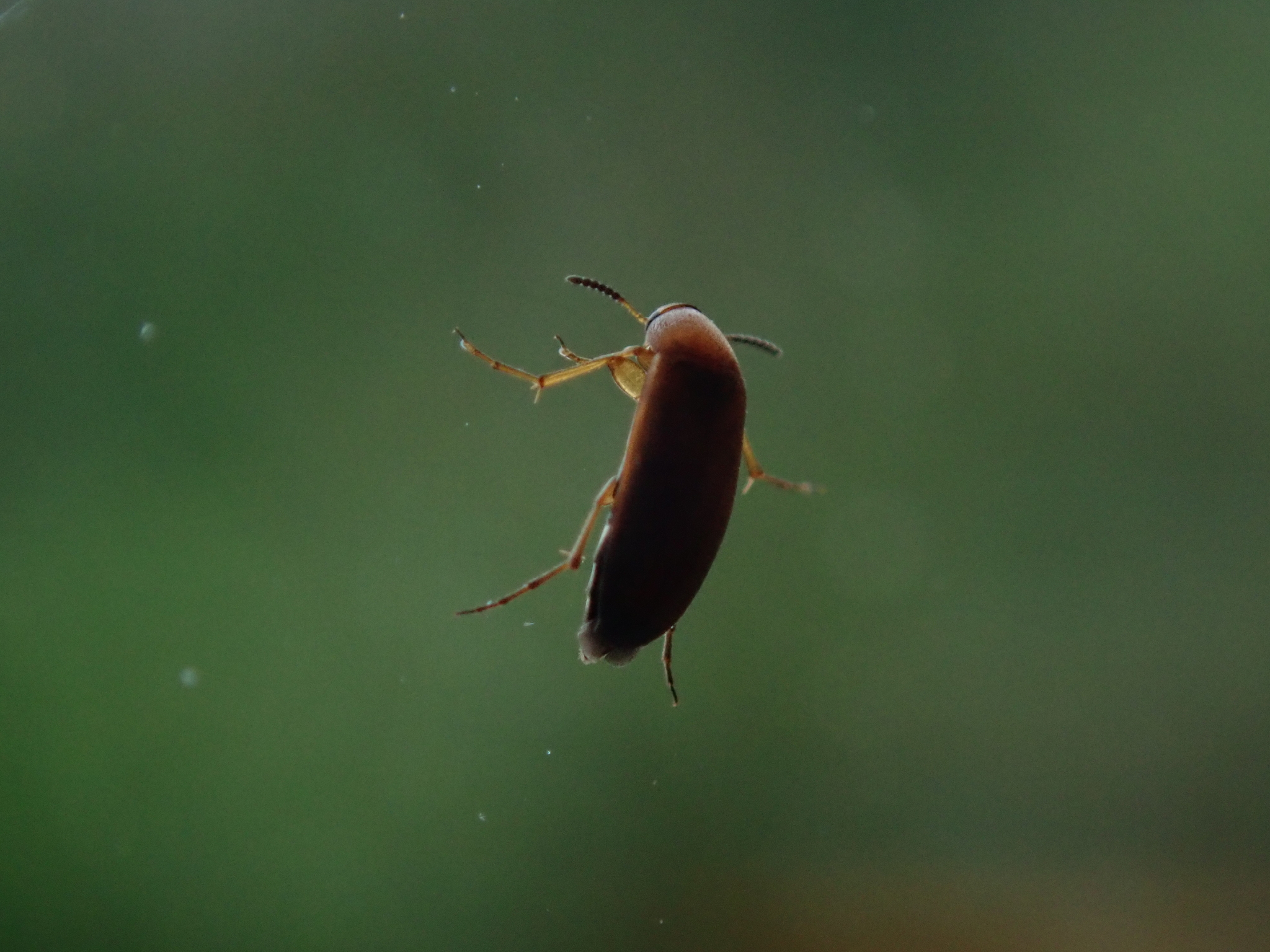 Anaspis flava (Linnaeus, 1758)